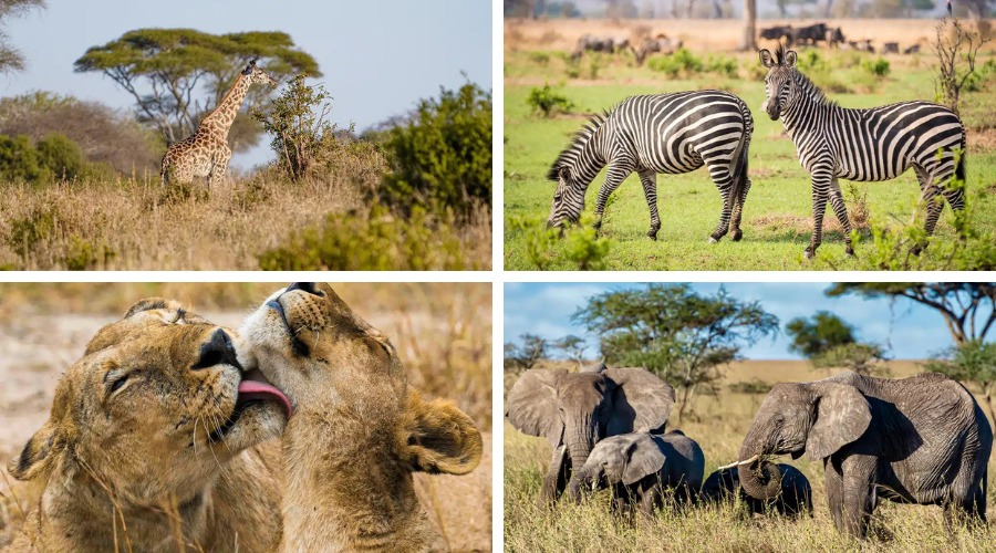 Why 2-Day Mikumi Safari Is the Best Short Wildlife Trip from Zanzibar