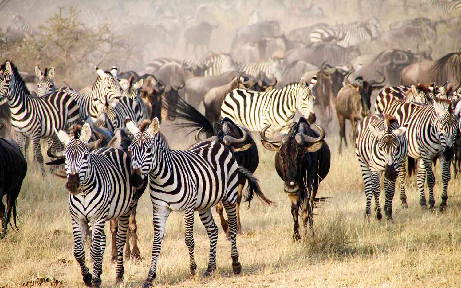 Why a 5-Day Safari Is Perfect Length for Beginners
